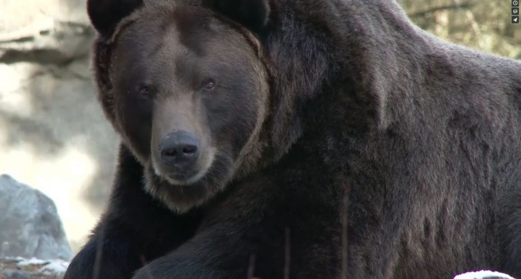 Mrki medvjedi priznali kako su zapravo vesele naravi